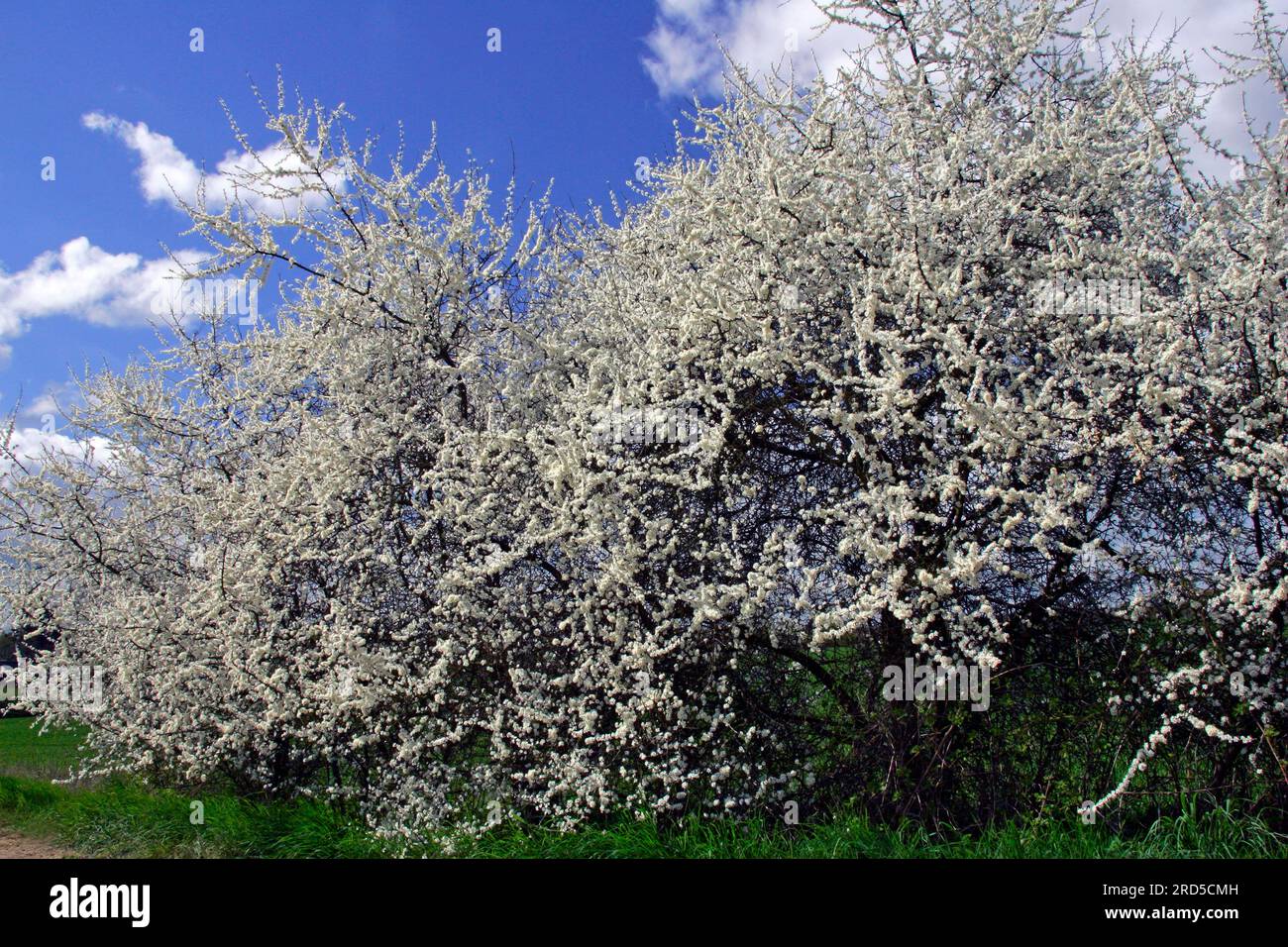 Blackthorn (Prunus spinosa) hedge, Germany Stock Photo - Alamy