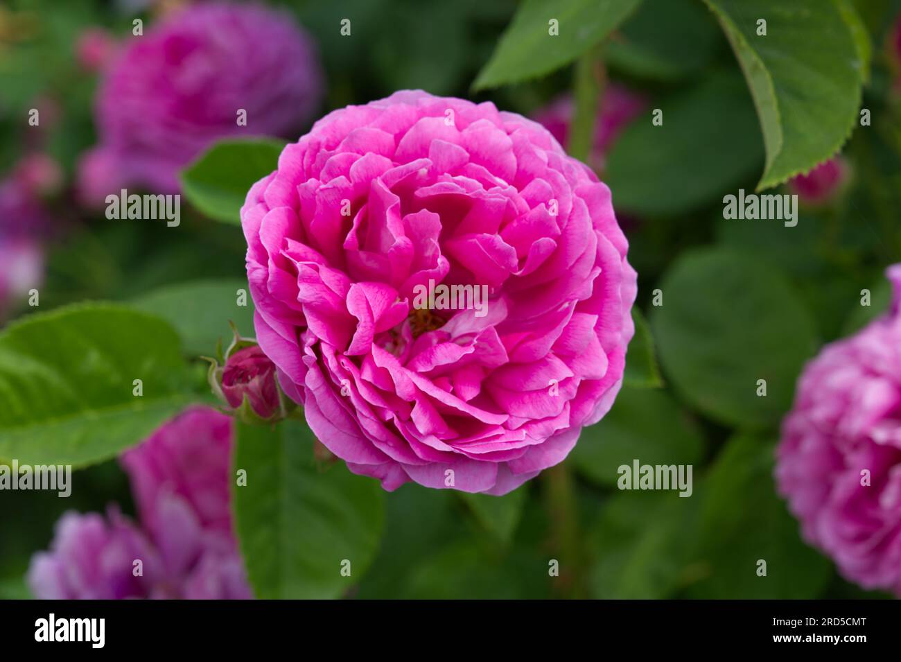 Bright pink summer rose flowers of Rosa Great Western in UK garden June ...
