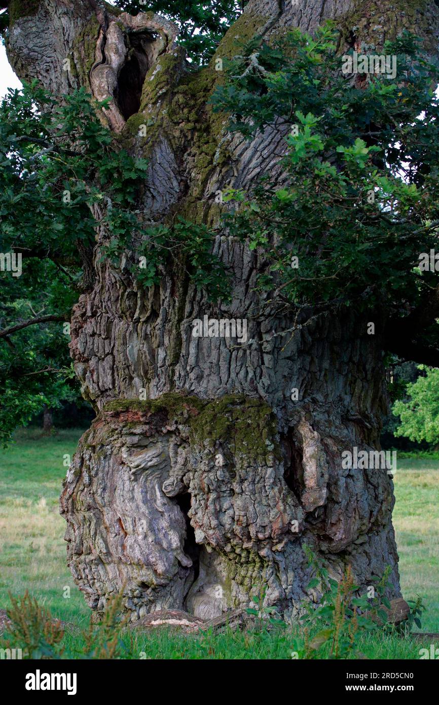 English oak (Quercus robur), 800 years old, trunk, Tunhem, summer oak ...