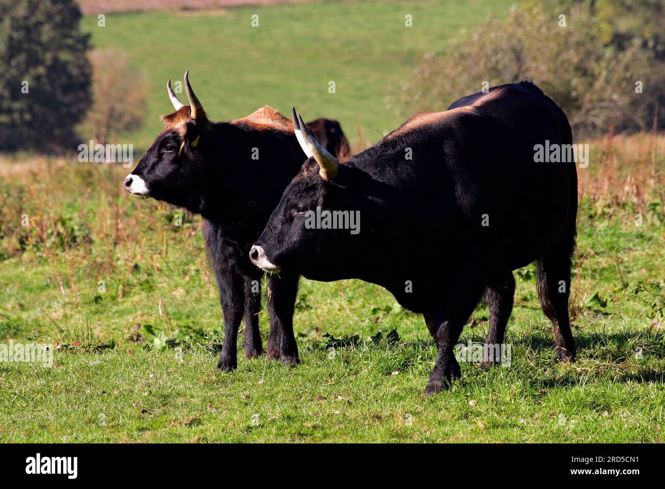 Aurochs, bull and cow, Ur, Heck domestic cattle (Bos primigenius ...