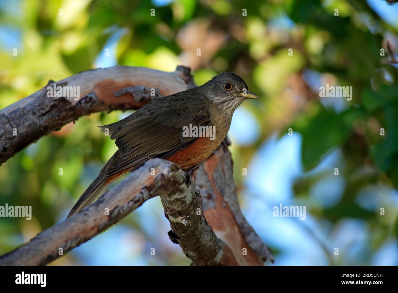 Rufous bellied thrush bird hi-res stock photography and images - Alamy