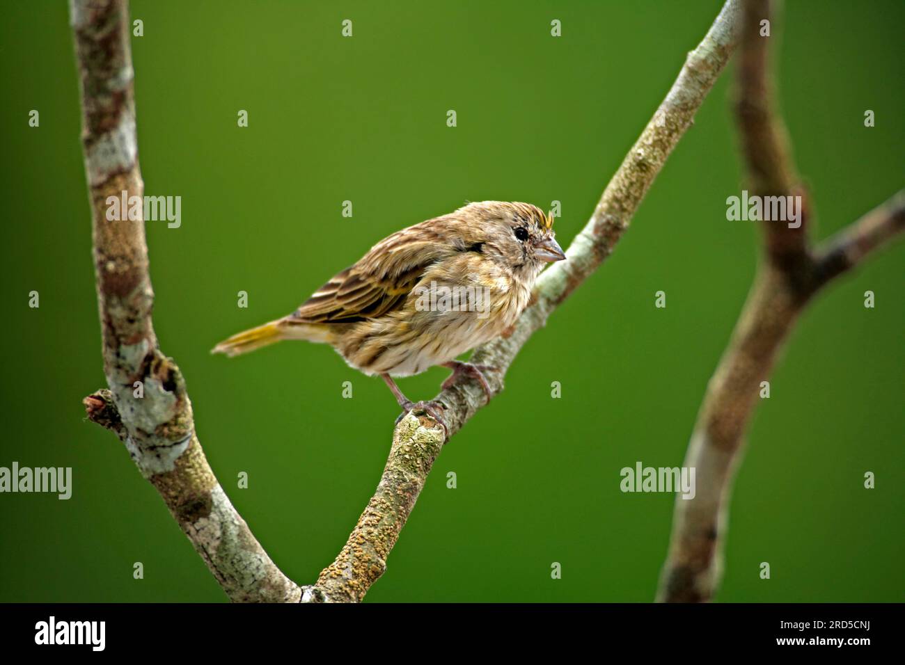 Saffron Finch (Sicalis flaveola), female, Pantanal, Brazil, side Stock ...