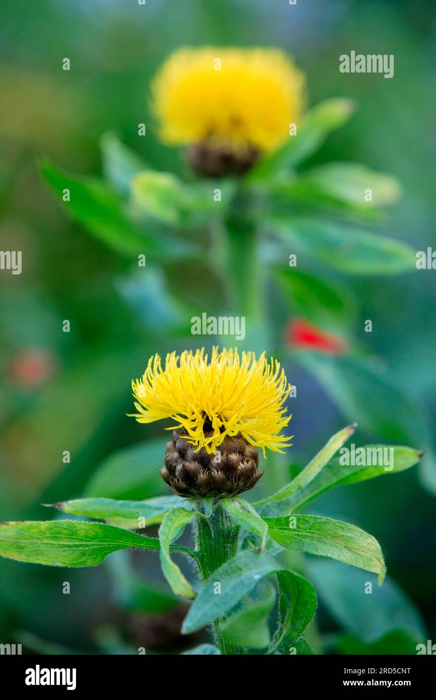 Giant flowering knapweed, yellow giant knapweed (Centaurea macrocephala ...
