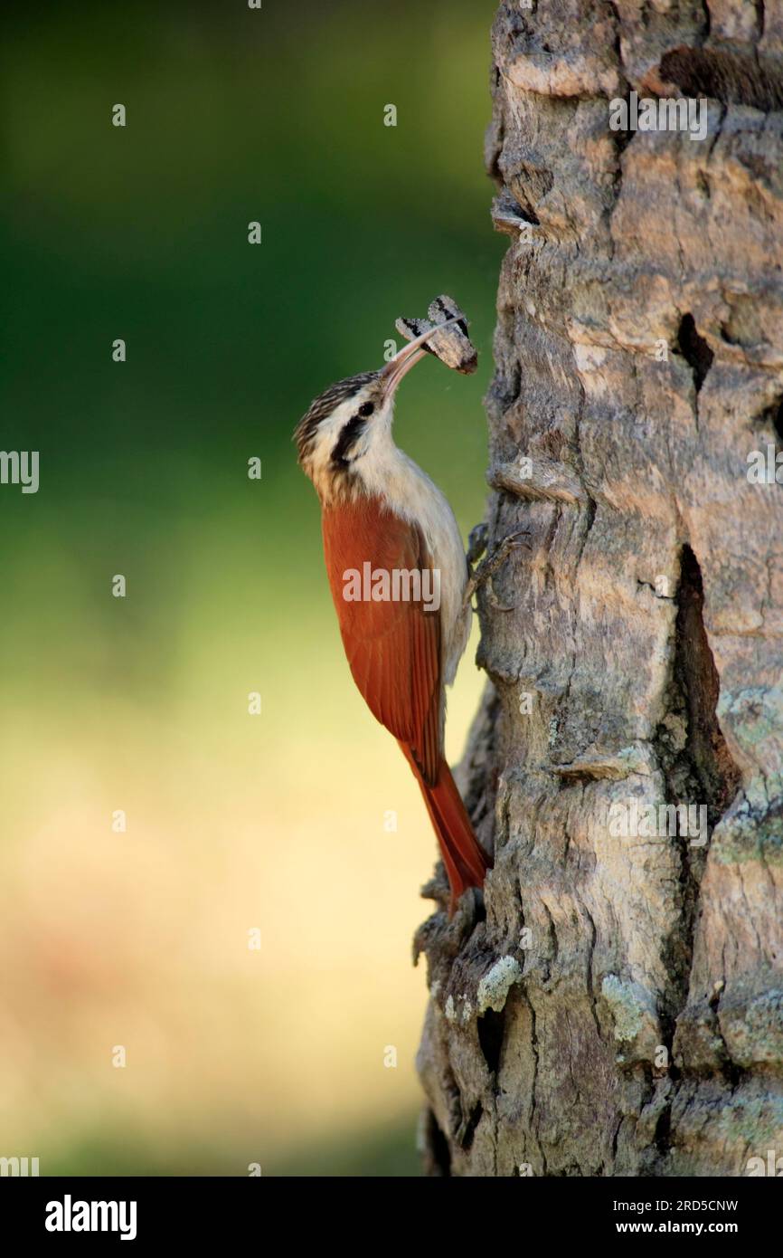 Narrow-Billed Woodcreeper with butterfly, Pantanal, Brazil ...
