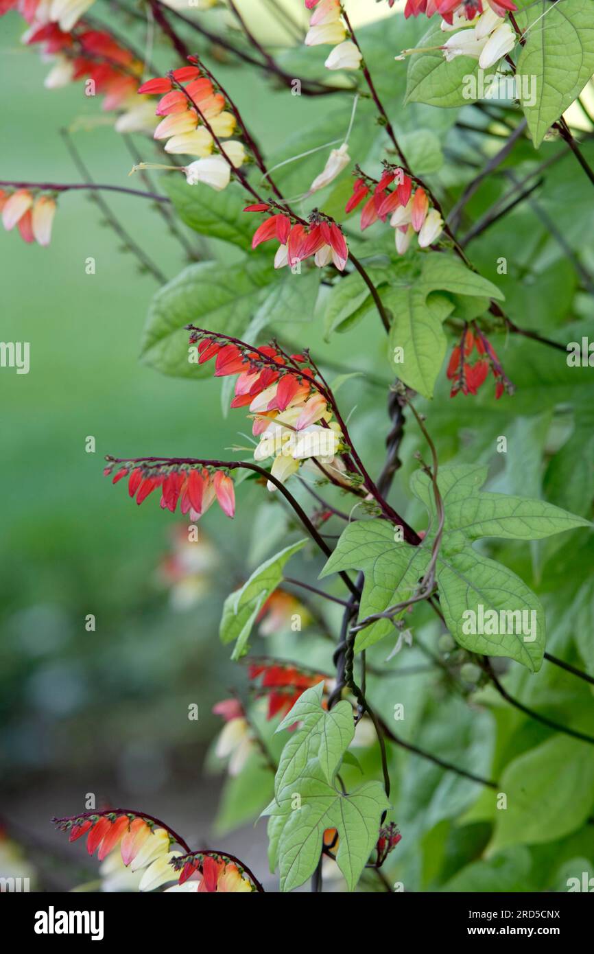 Firecracker vine hi-res stock photography and images - Alamy