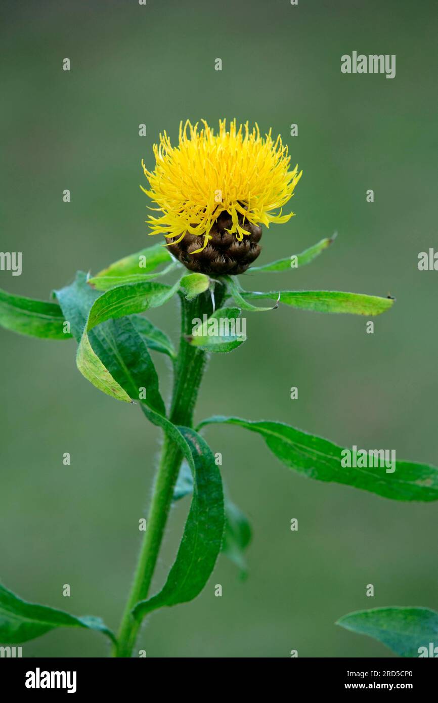 Giant flowering knapweed, yellow giant knapweed (Centaurea macrocephala ...