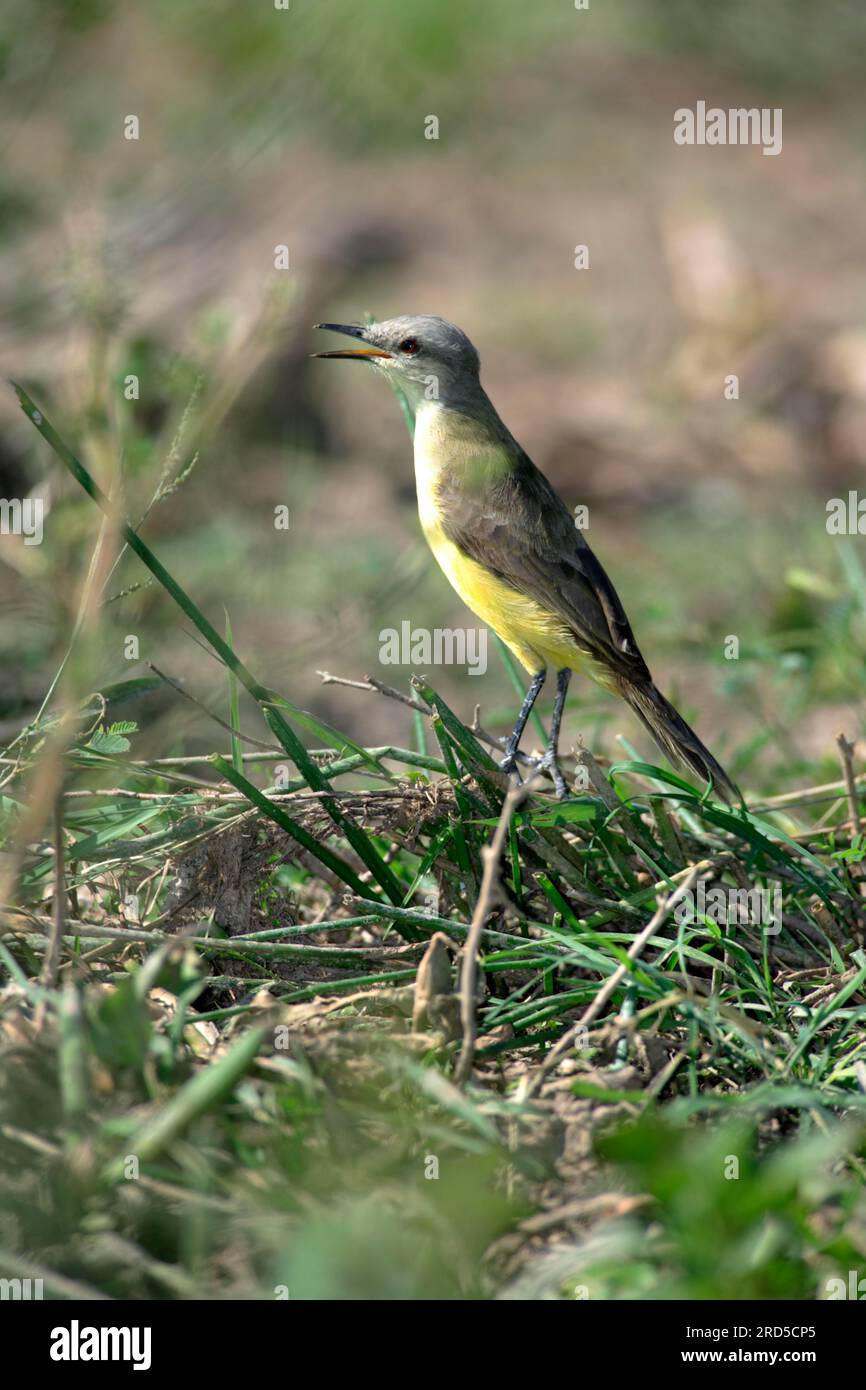 Cattle tyrant (Machetornis rixosus), Pantanal, Brazil Stock Photo - Alamy