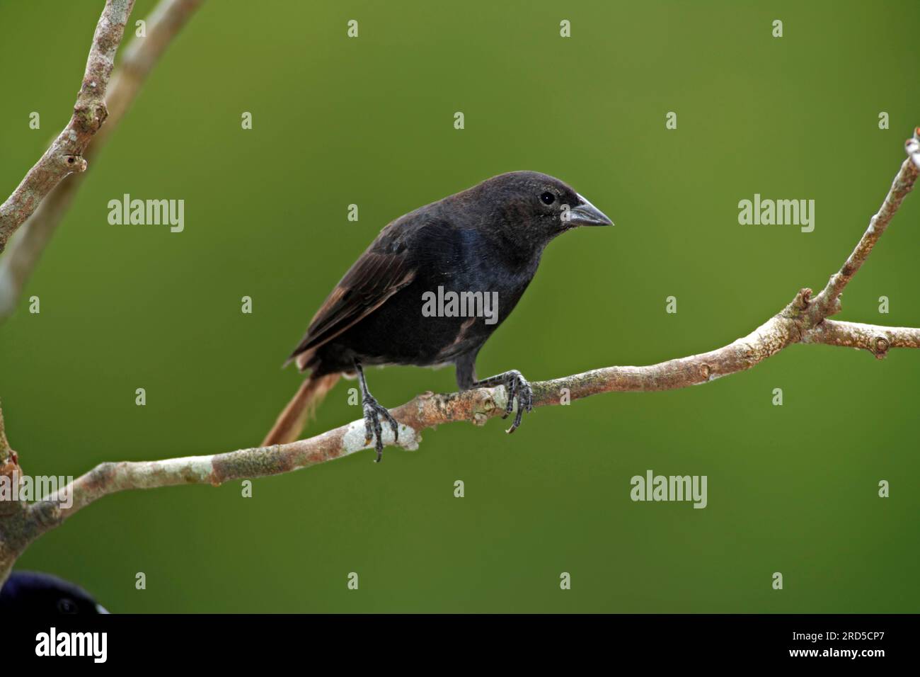 Shiny Cowbird (Molothrus bonariensis), Pantanal, Brazil Stock Photo - Alamy