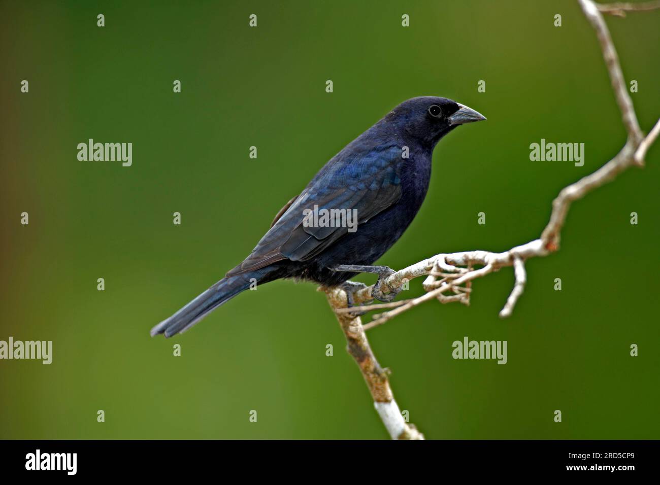 Shiny Cowbird (Molothrus bonariensis), Pantanal, Brazil, side Stock ...