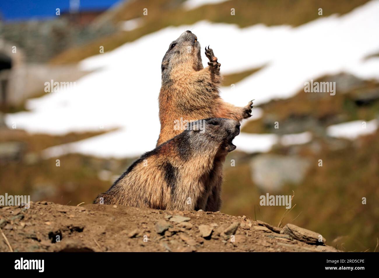 Alpine Marmots (Marmota marmota), Grossglockner, national park Upper Tauern, Austria, alps Stock ...