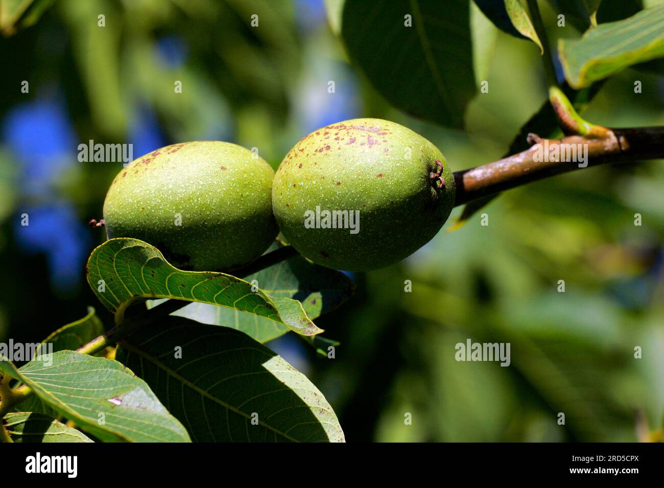 Persian walnut (Juglans regia), Germany Stock Photo - Alamy
