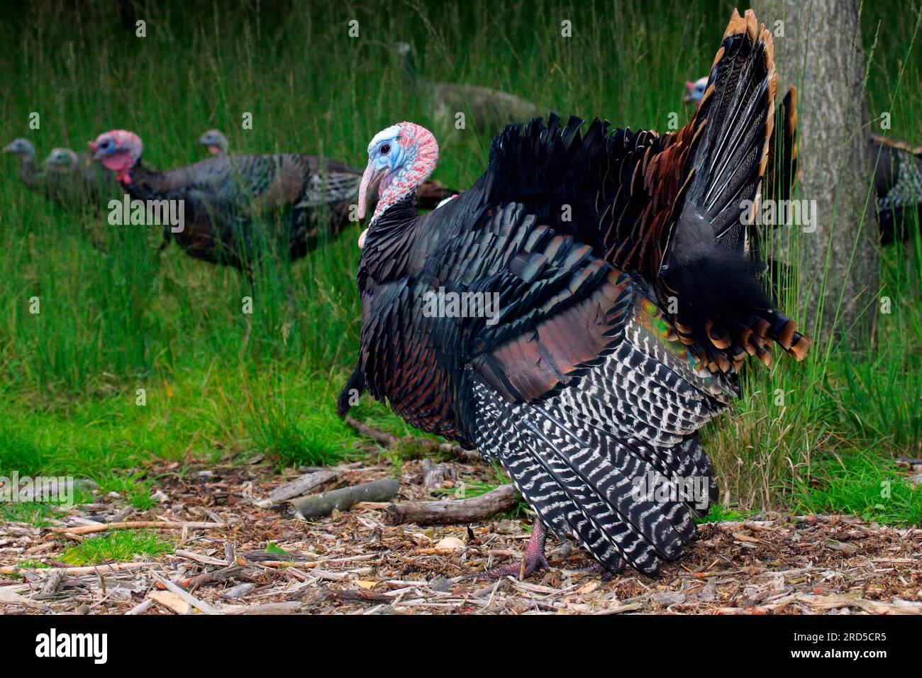 Domestic turkeys, common turkey (Meleagris gallopavo Stock Photo - Alamy
