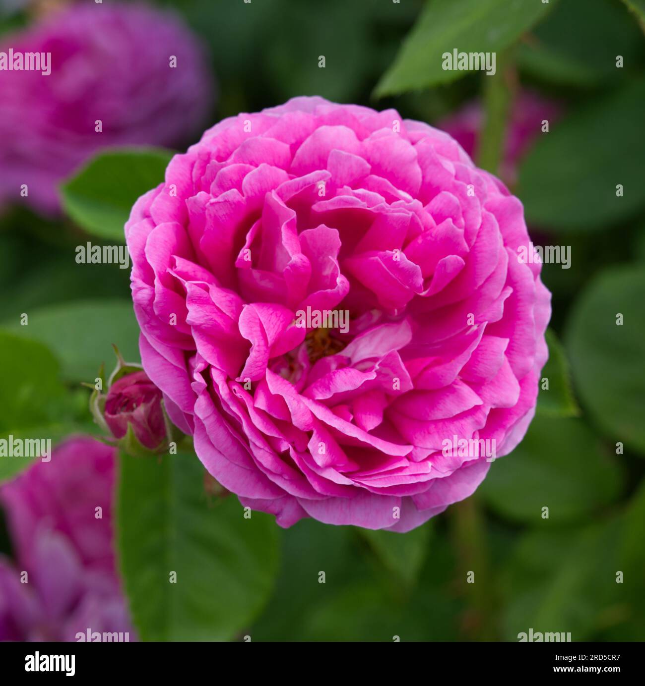 Bright pink summer rose flowers of Rosa Great Western in UK garden June ...