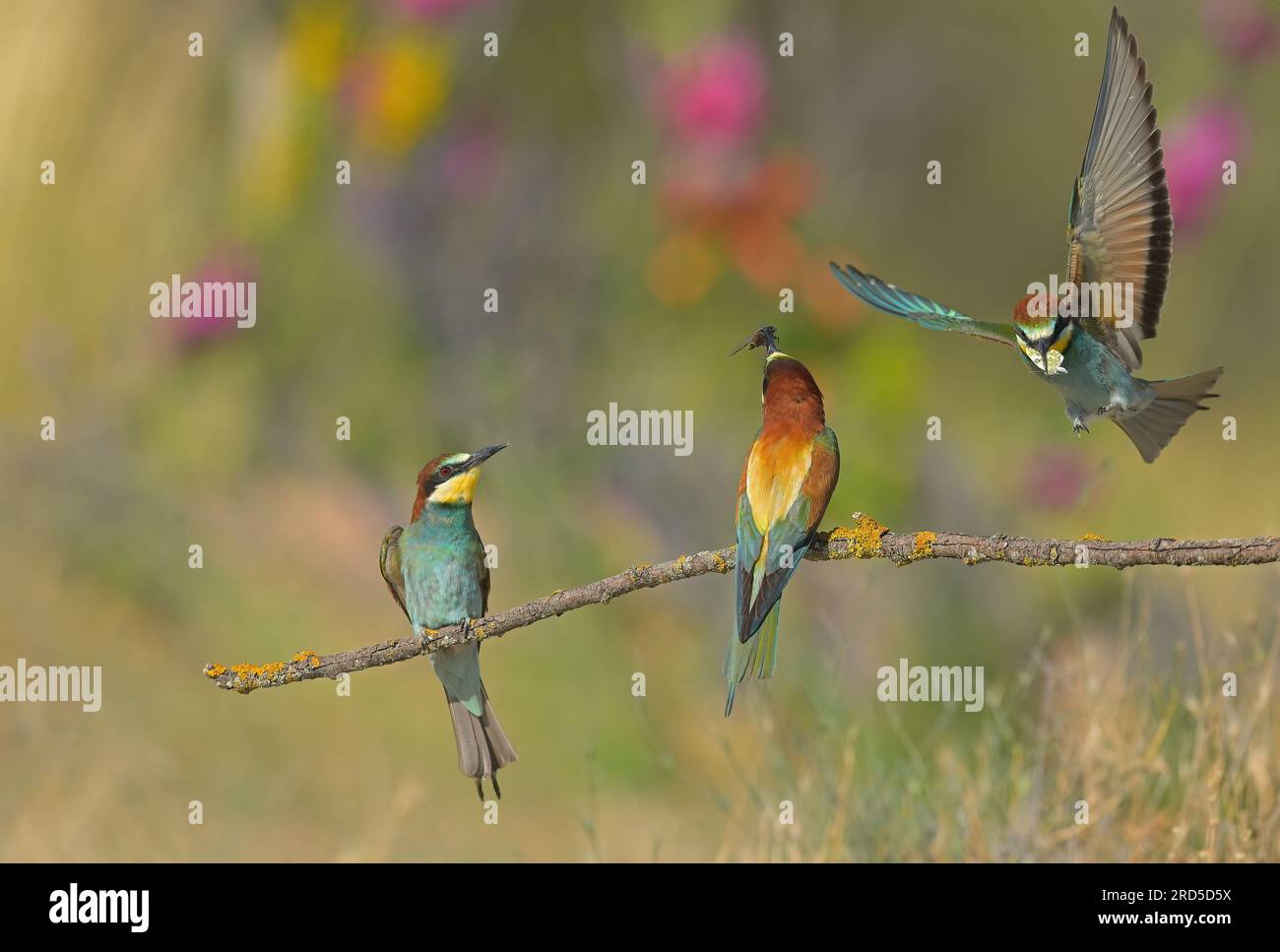 Birds that eat insects hi-res stock photography and images - Alamy