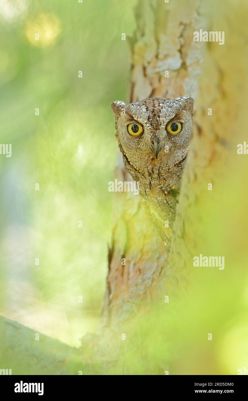 The owl hid behind the tree. The Eurasian Scops Owl is hidden behind a ...
