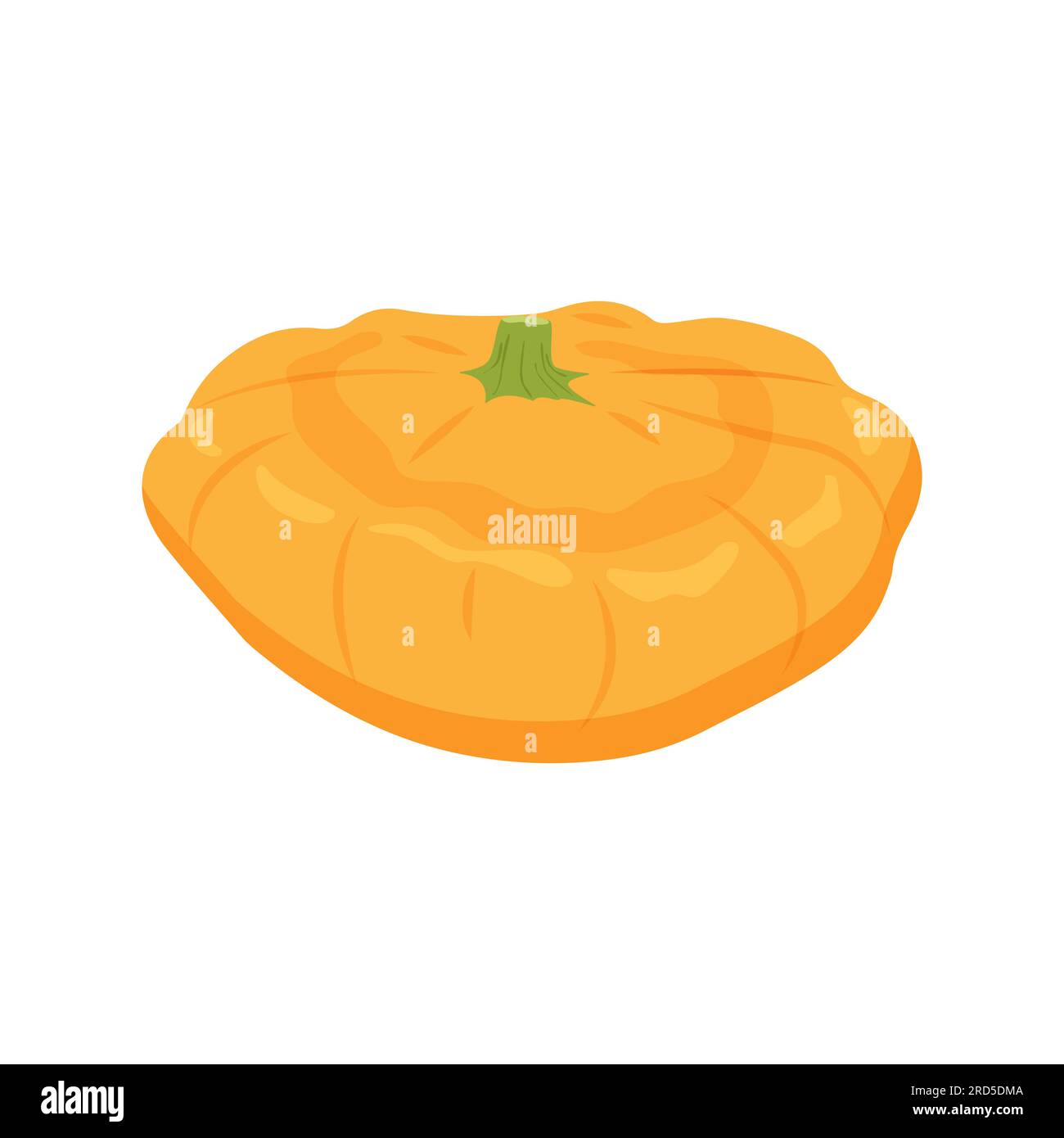 Zucchini autumn vegetable, Harvest squash on a white background. Vector ...