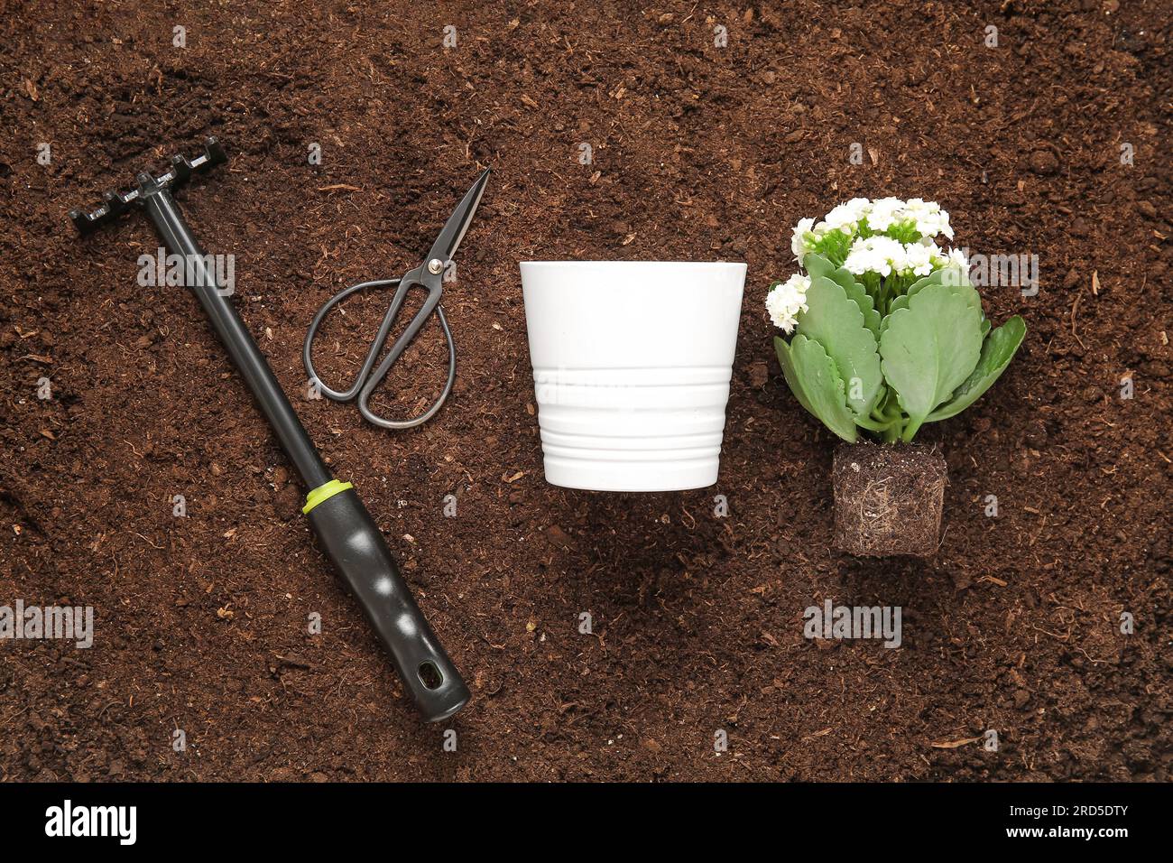 Different gardening tools and plant in garden Stock Photo - Alamy