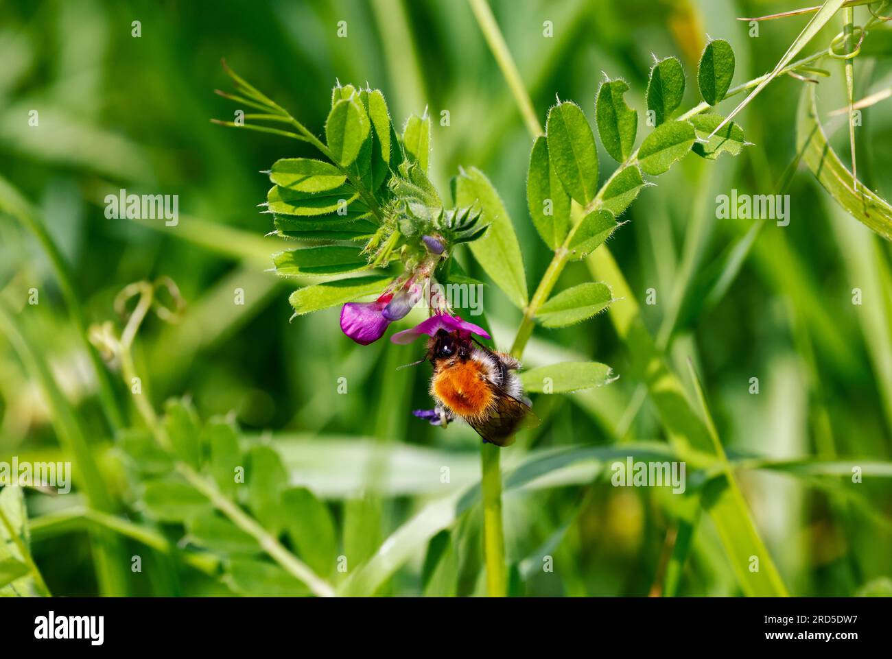Common Carder Bee "Bombus Thoracombus pascuorum" nectaring "Common ...