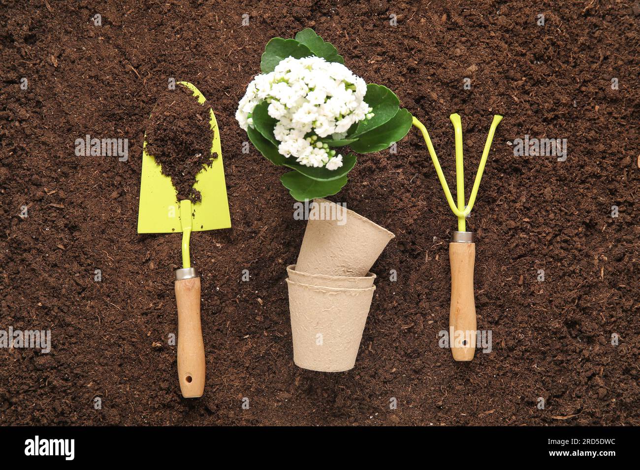 Different gardening tools and plant in garden Stock Photo - Alamy