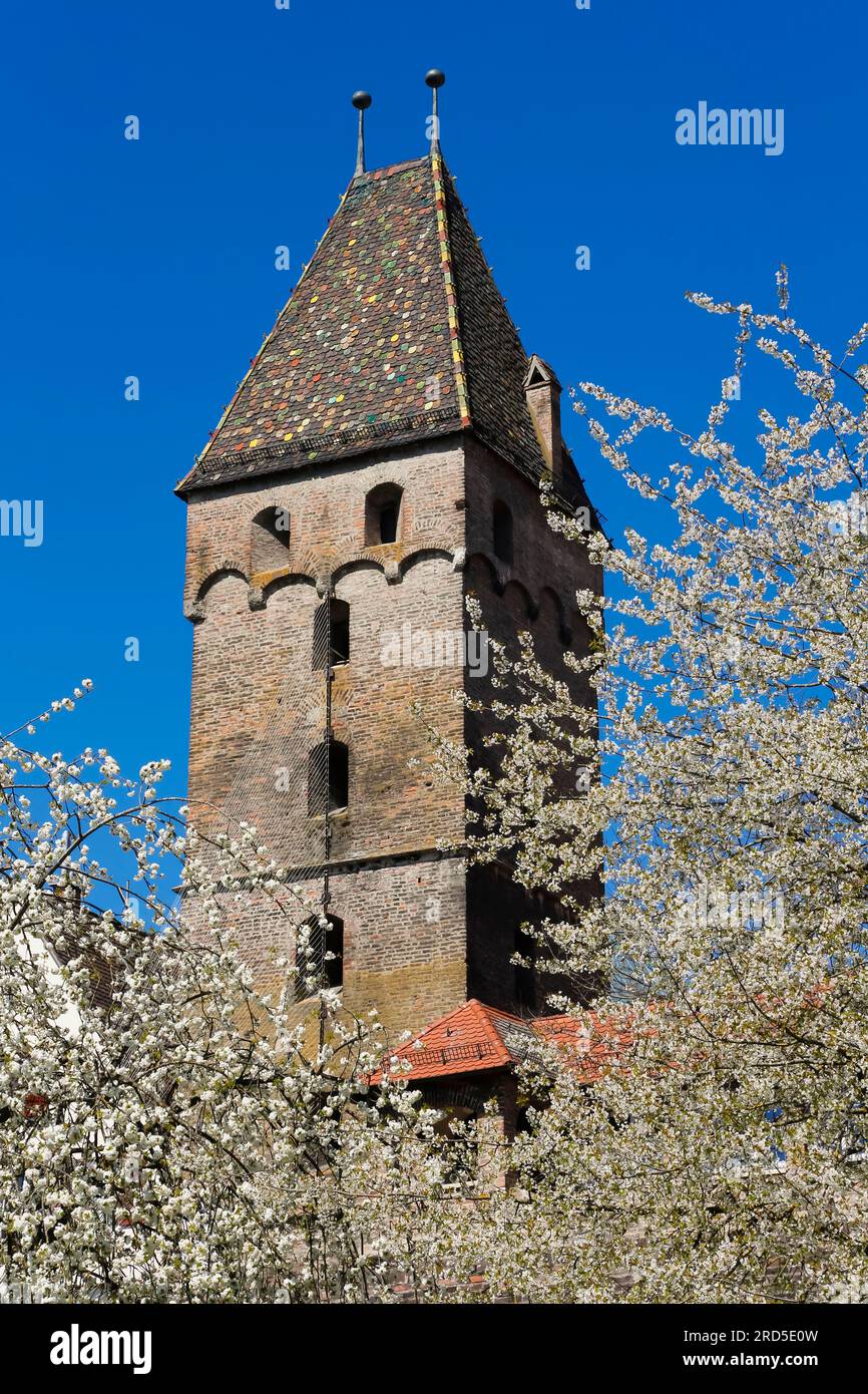 Metzgerturm, medieval city gate, brick tower, city fortification, trees ...