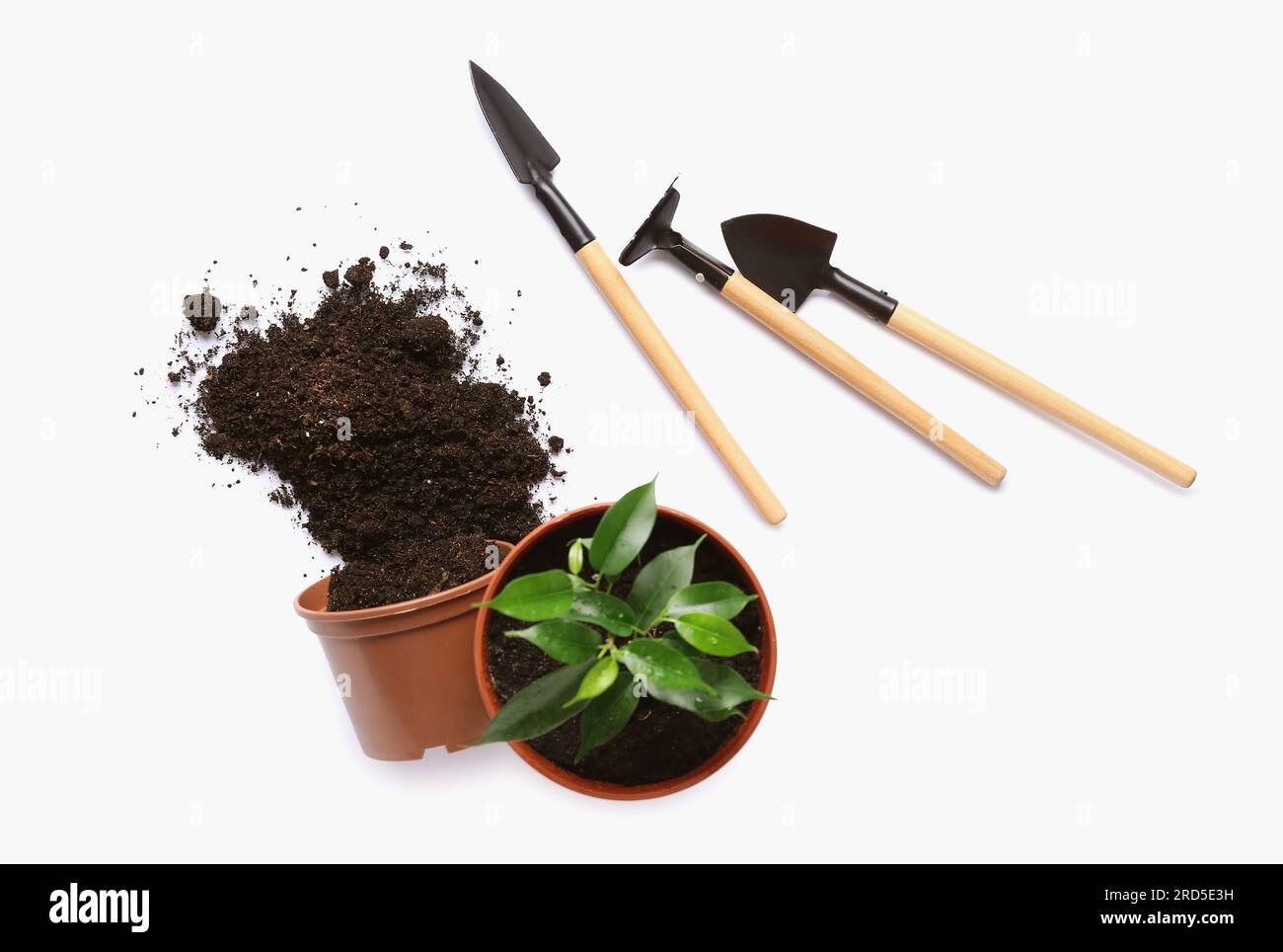 Gardening tools and plant isolated on white background Stock Photo - Alamy