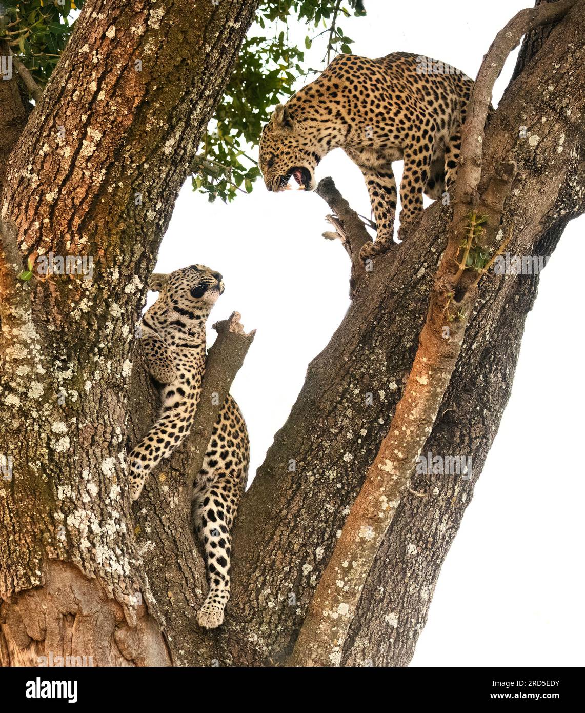 Mother leopard in tree growling at daughter Stock Photo - Alamy