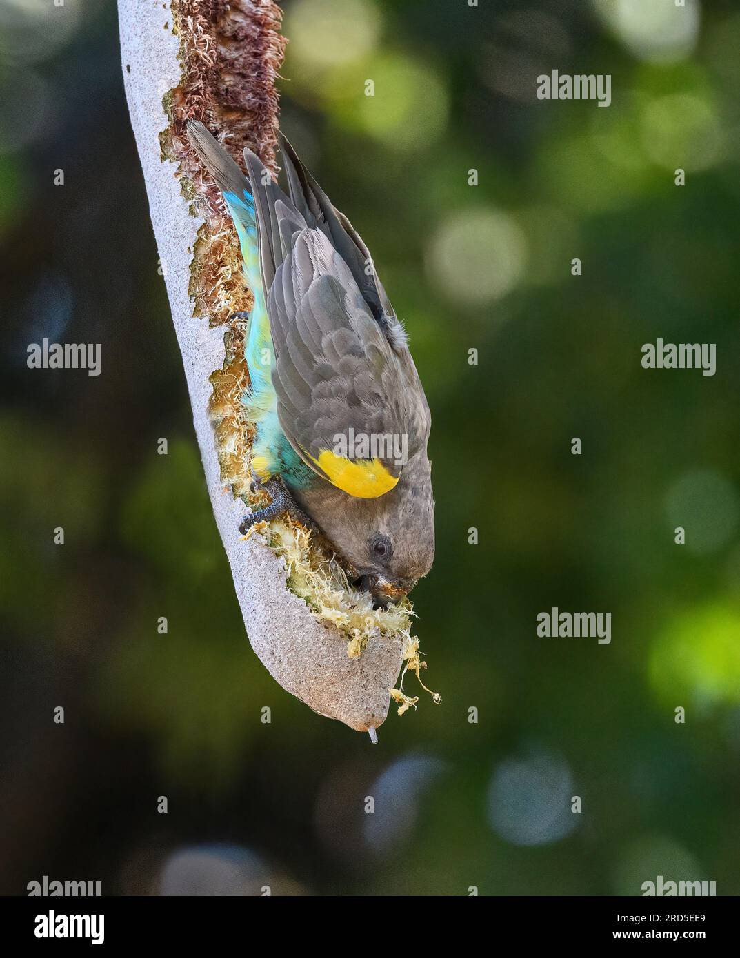 Bird eating fruit tree hi-res stock photography and images - Alamy