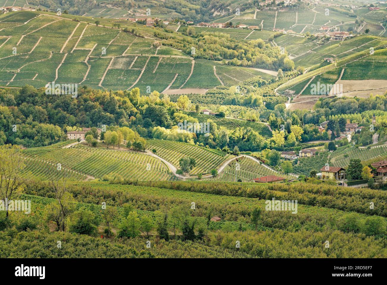 Wine hills near Diano d'Alba, Barolo region, Langhe, Piedmont, Italy ...