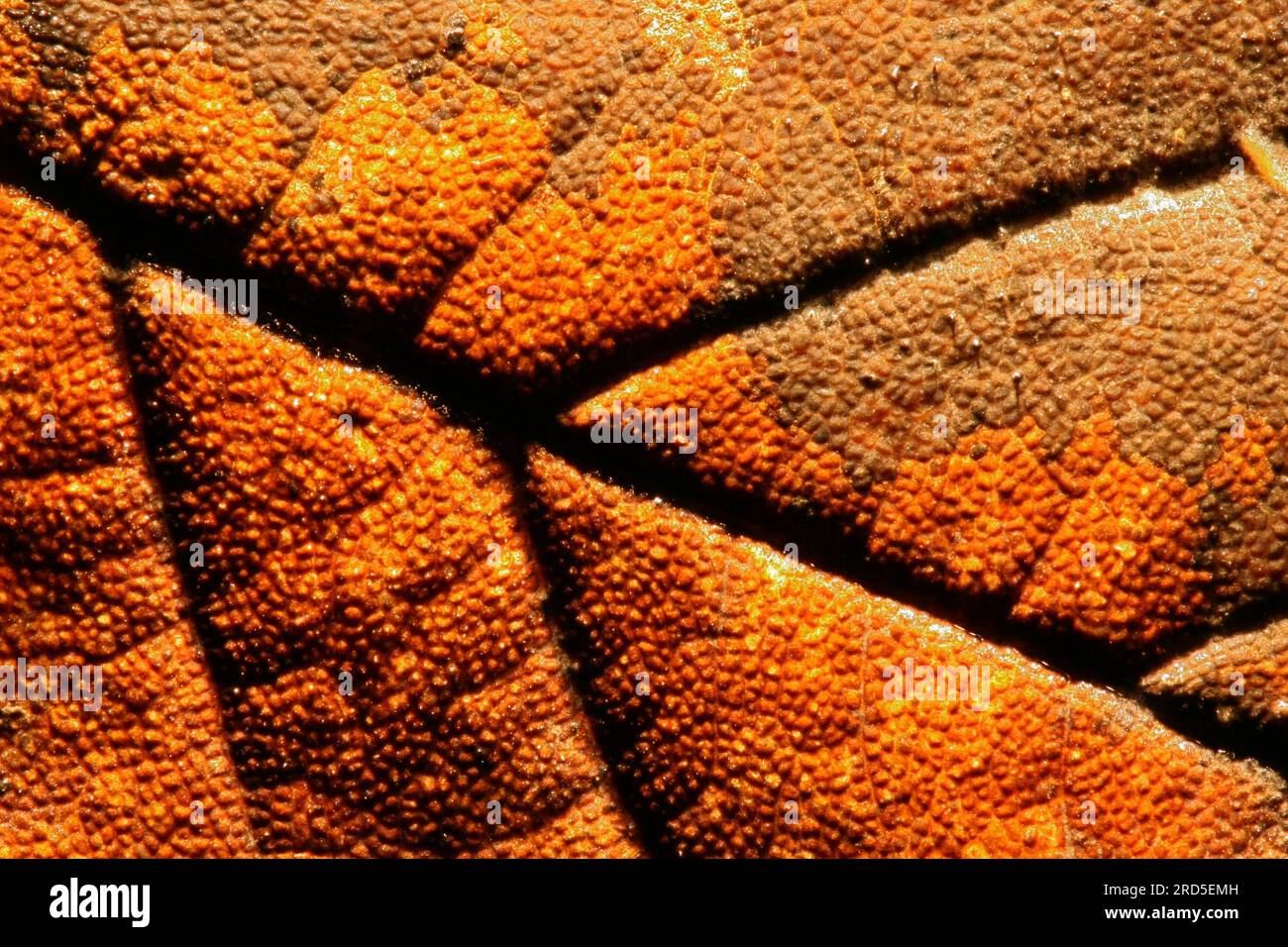 Leaf strutures in decaying foliage Stock Photo - Alamy