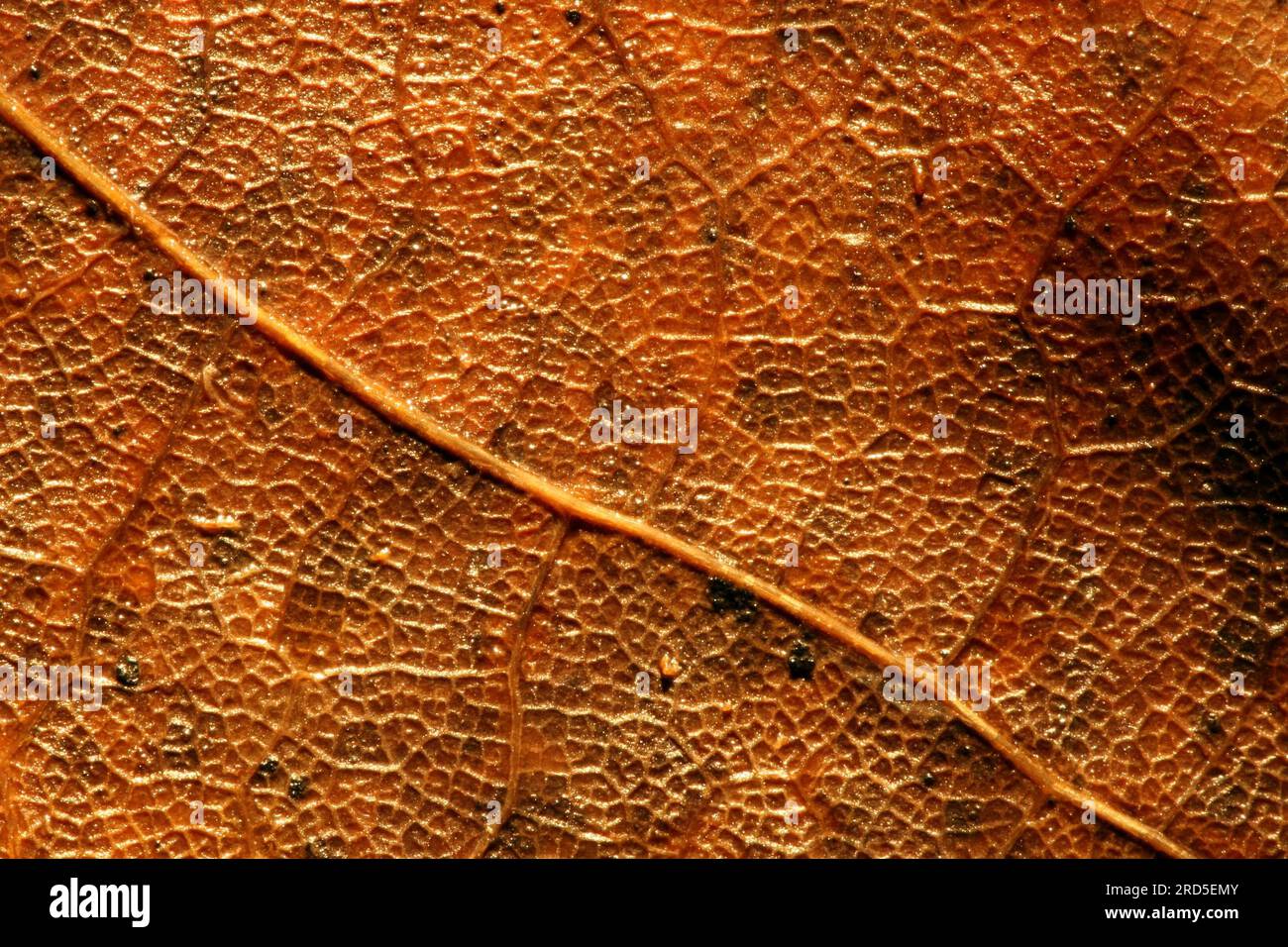 Leaf structures in decaying foliage Stock Photo - Alamy