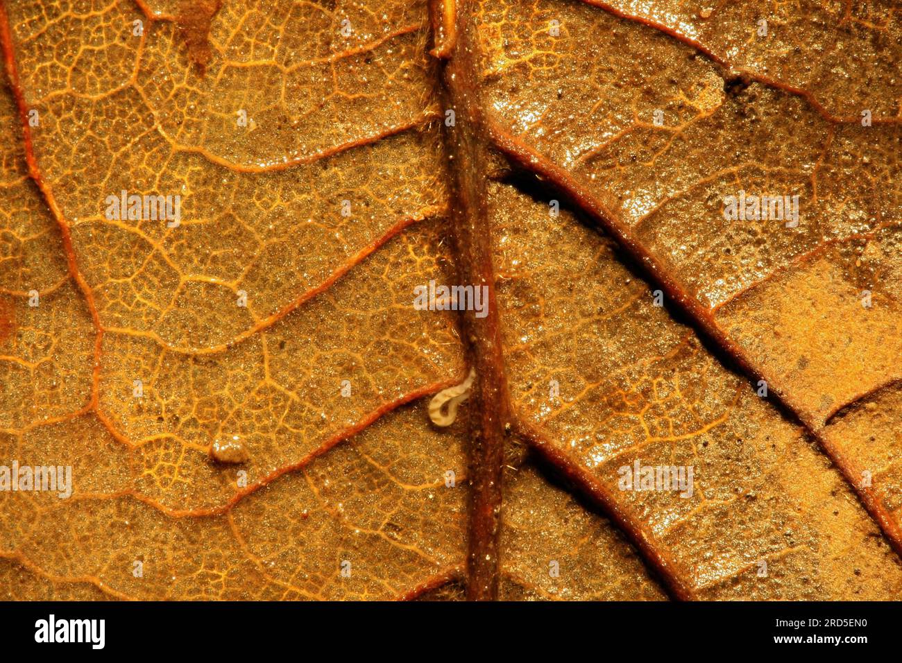 Leaf structures in decaying foliage Stock Photo - Alamy