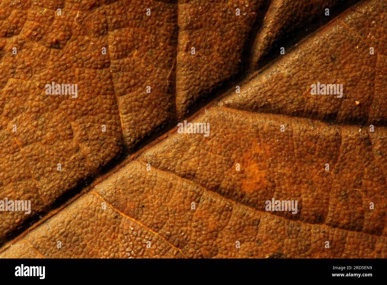 Leaf scar hi-res stock photography and images - Alamy