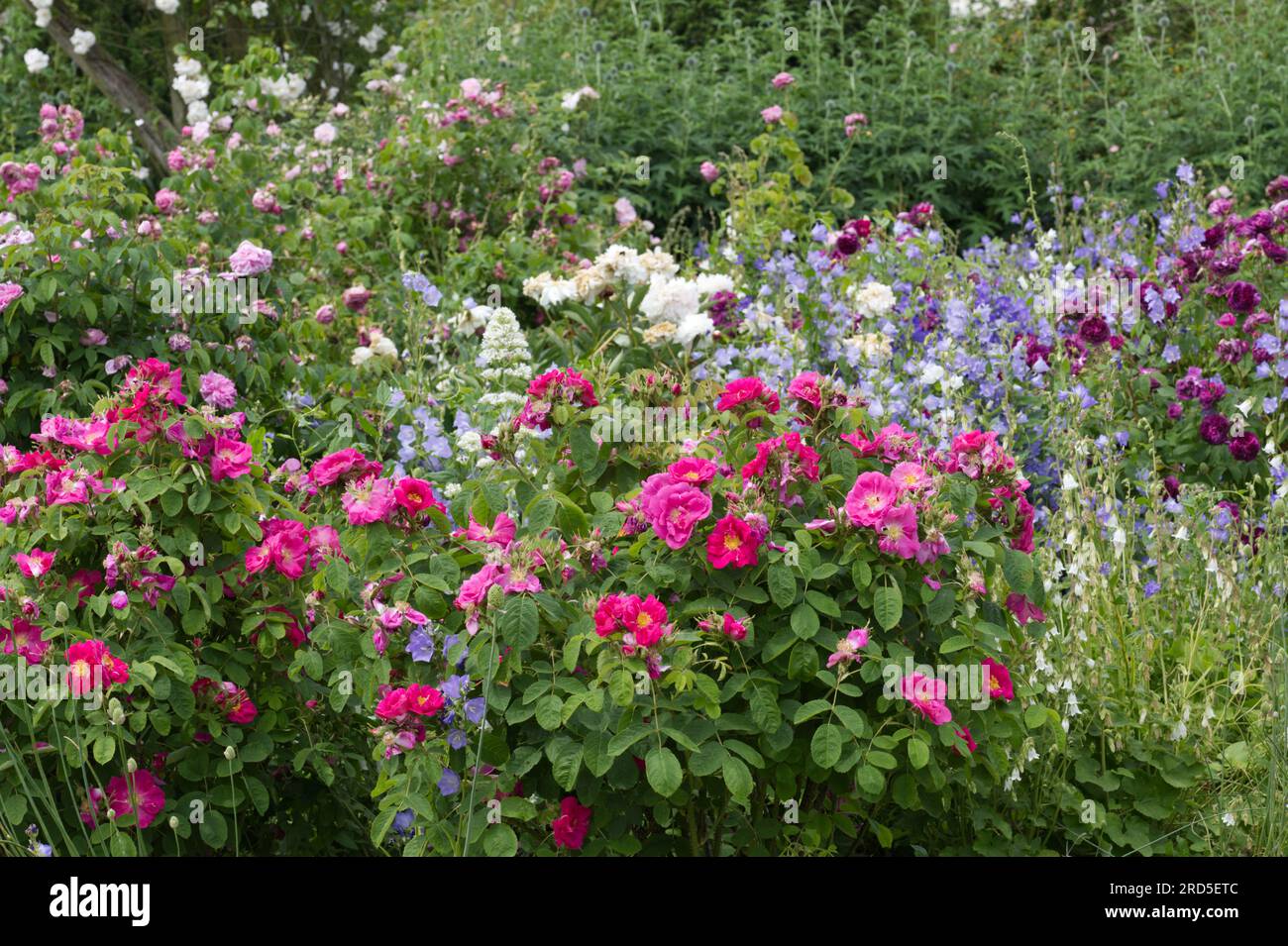colourful summer flower border with old roses, valerian and campanula ...