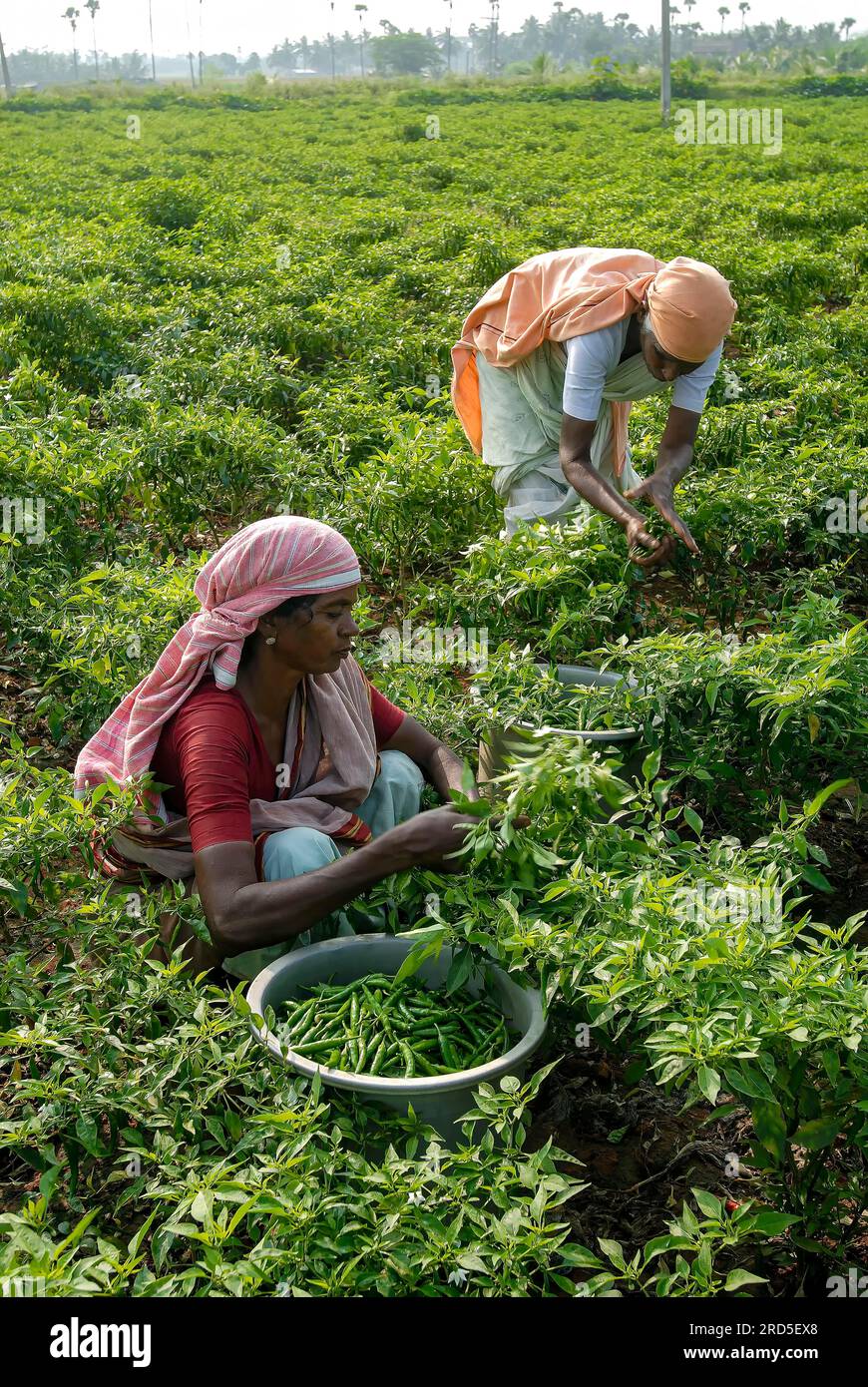 Labourers harvesting green chilli (Capsicum frutescens) field in ...