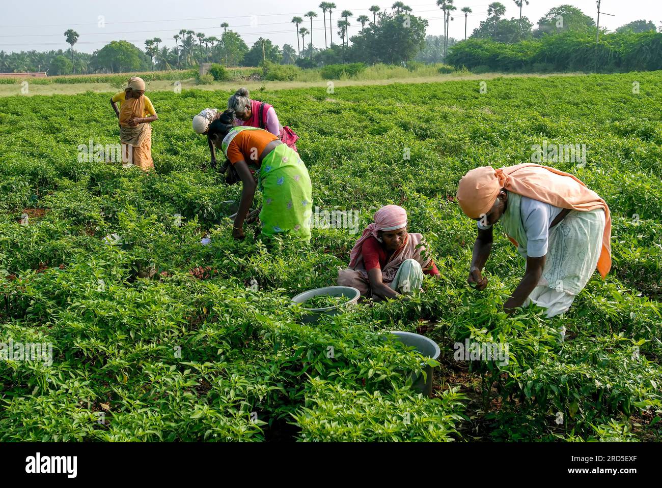 Labourers harvesting green chilli (Capsicum frutescens) field in ...