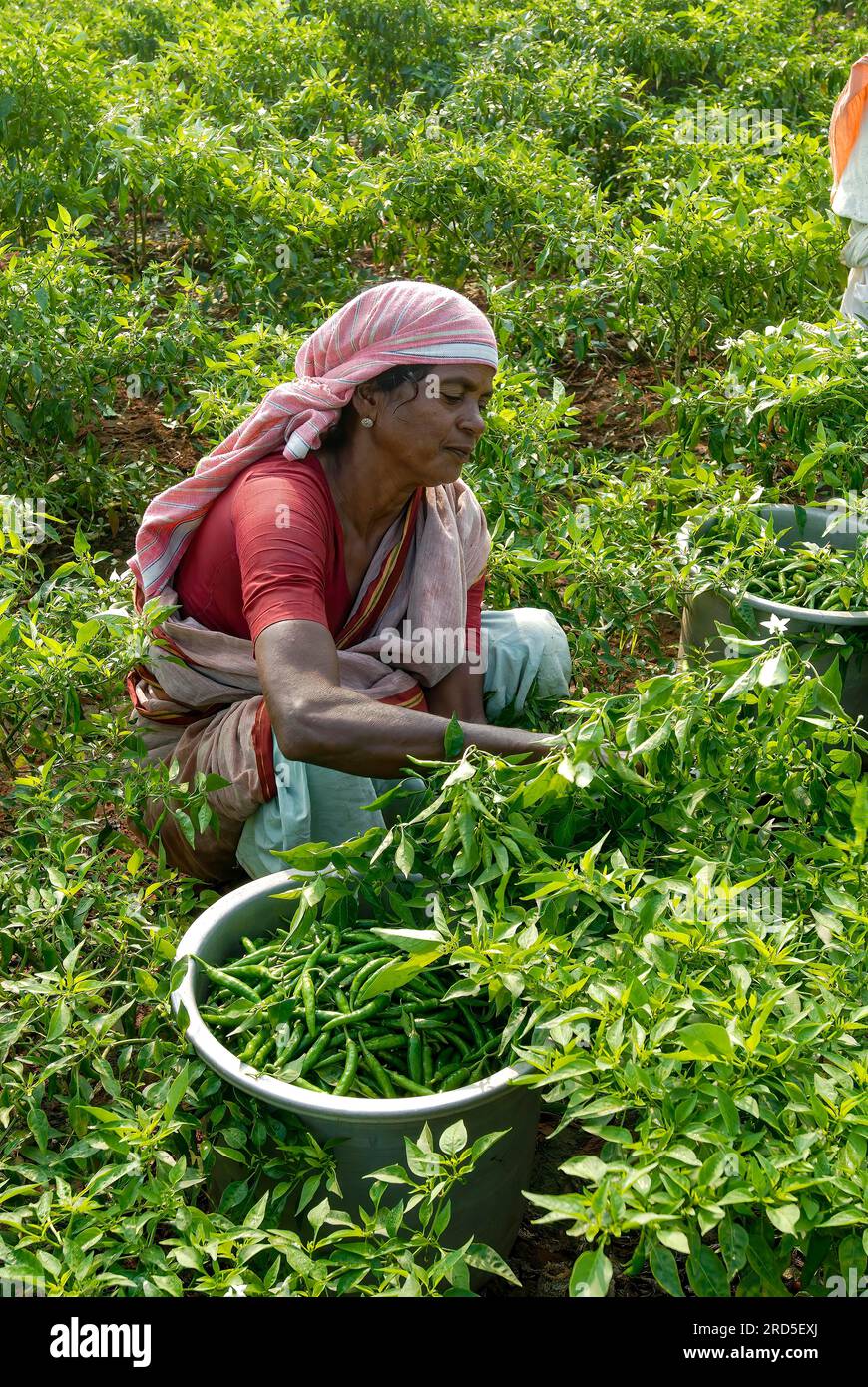 Harvesting Green Chilli (Capsicum frutescens) field in Oddanchatram ...