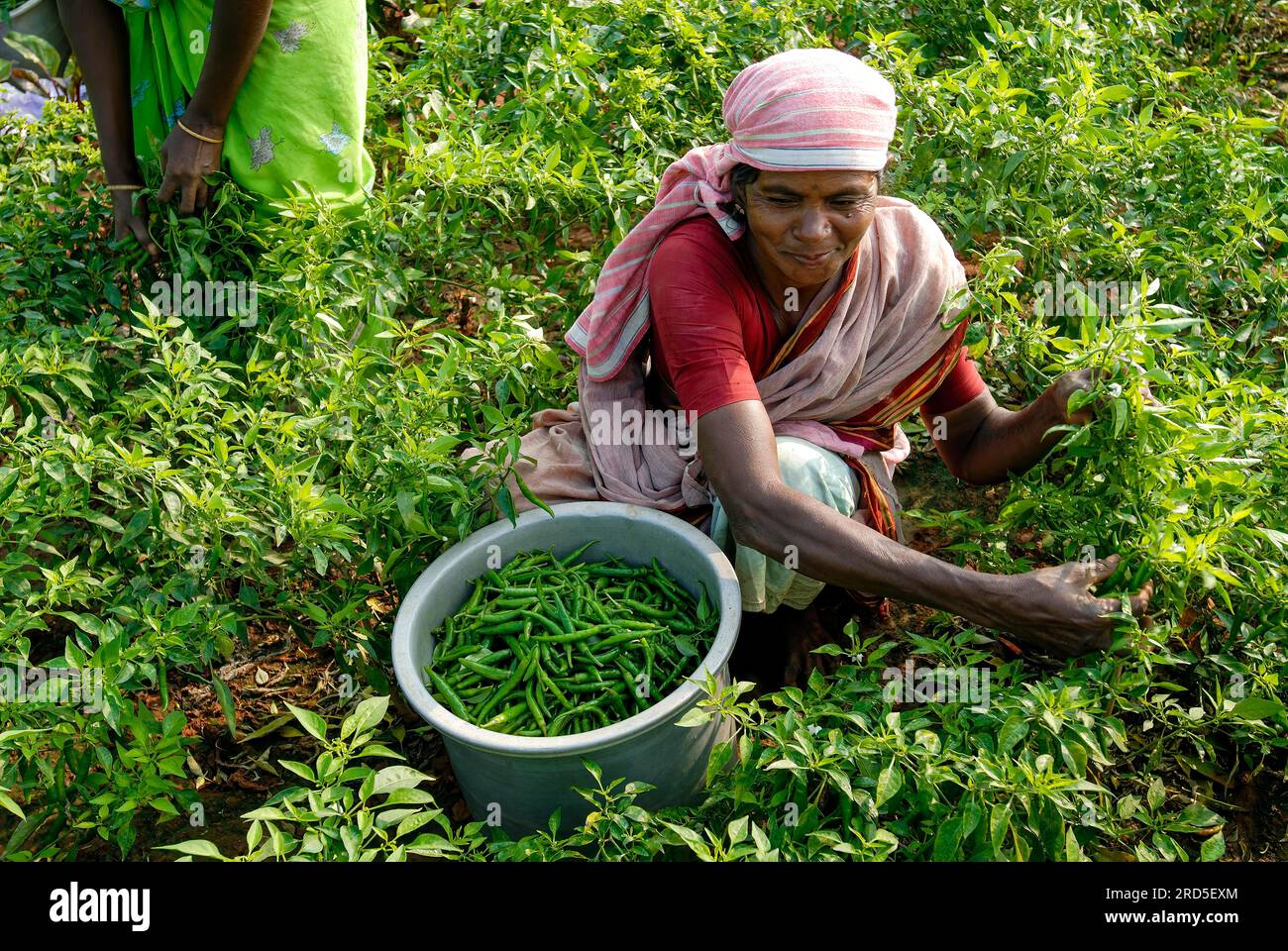Labourers harvesting green chilli (Capsicum frutescens) field in ...