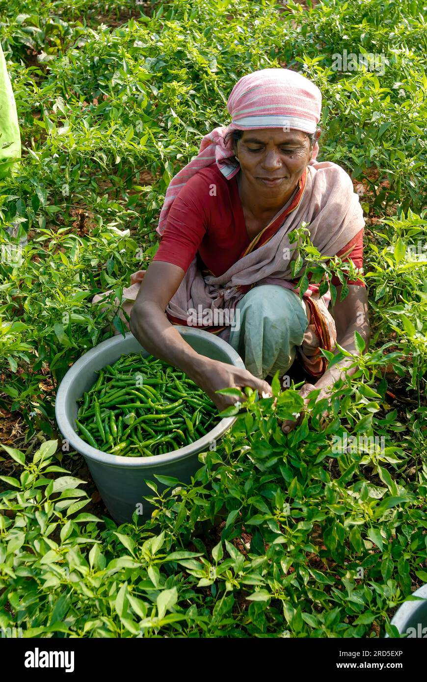 Harvesting green chilli (Capsicum frutescens) field in Oddanchatram ...