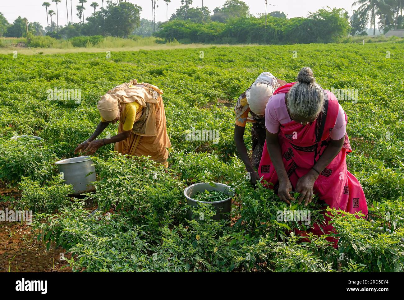 Labourers harvesting green chilli (Capsicum frutescens) field in ...