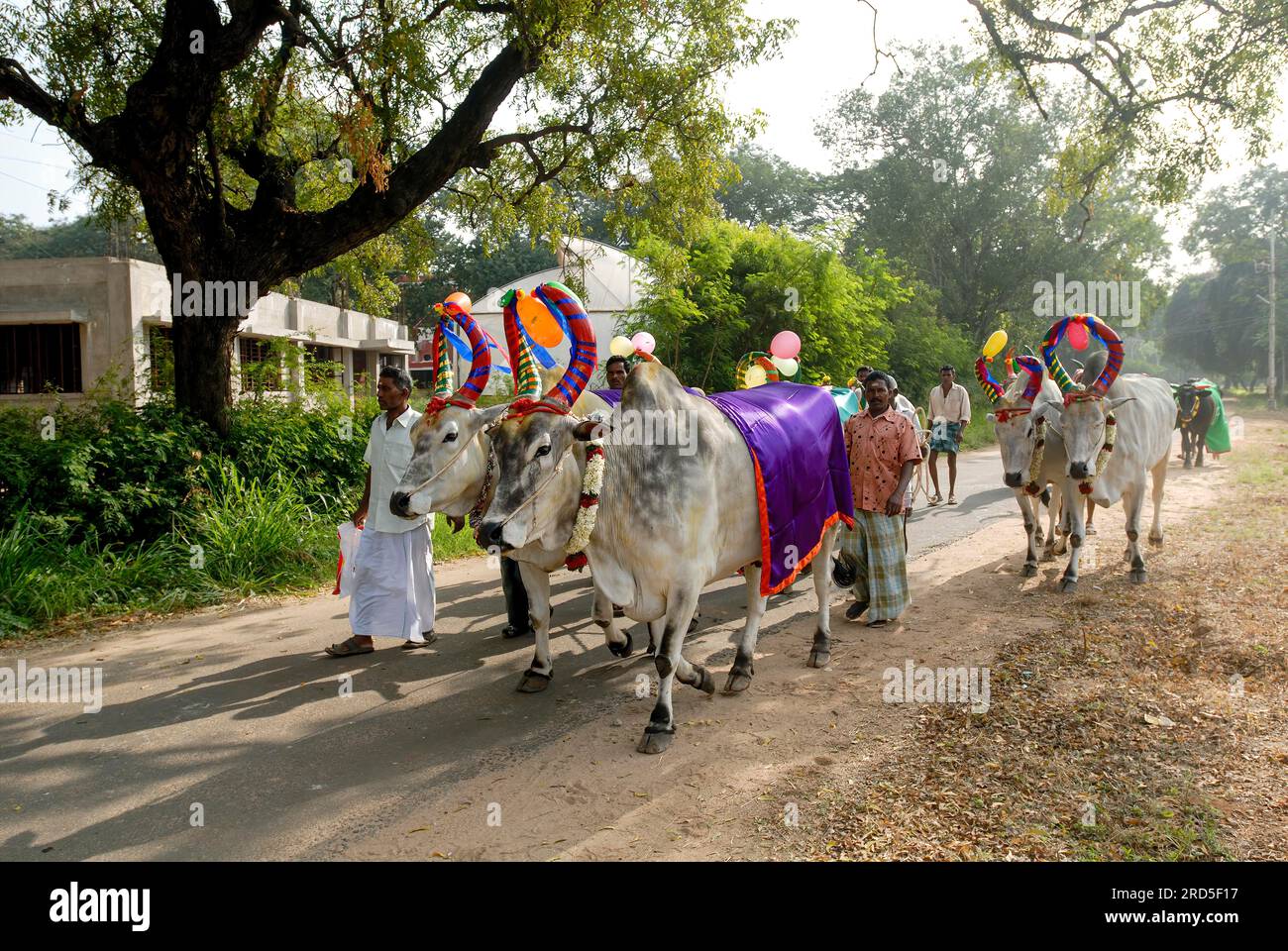Thanksgiving for the decorated bullocks in a cattle farm on account of ...