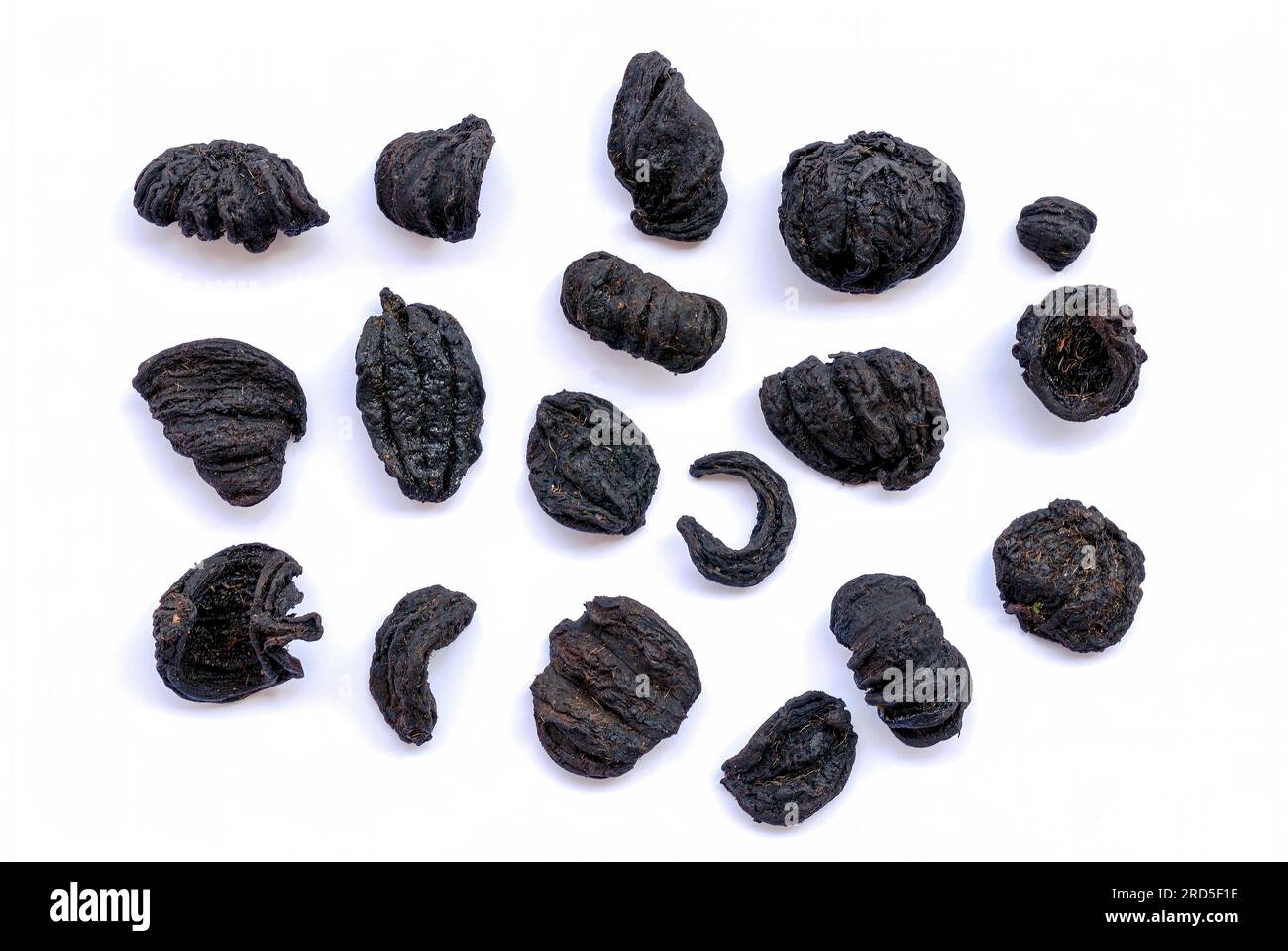 Malabar Tamarind (Garcinia gummi-gutta) (Garcinia cambogia) brindle ...