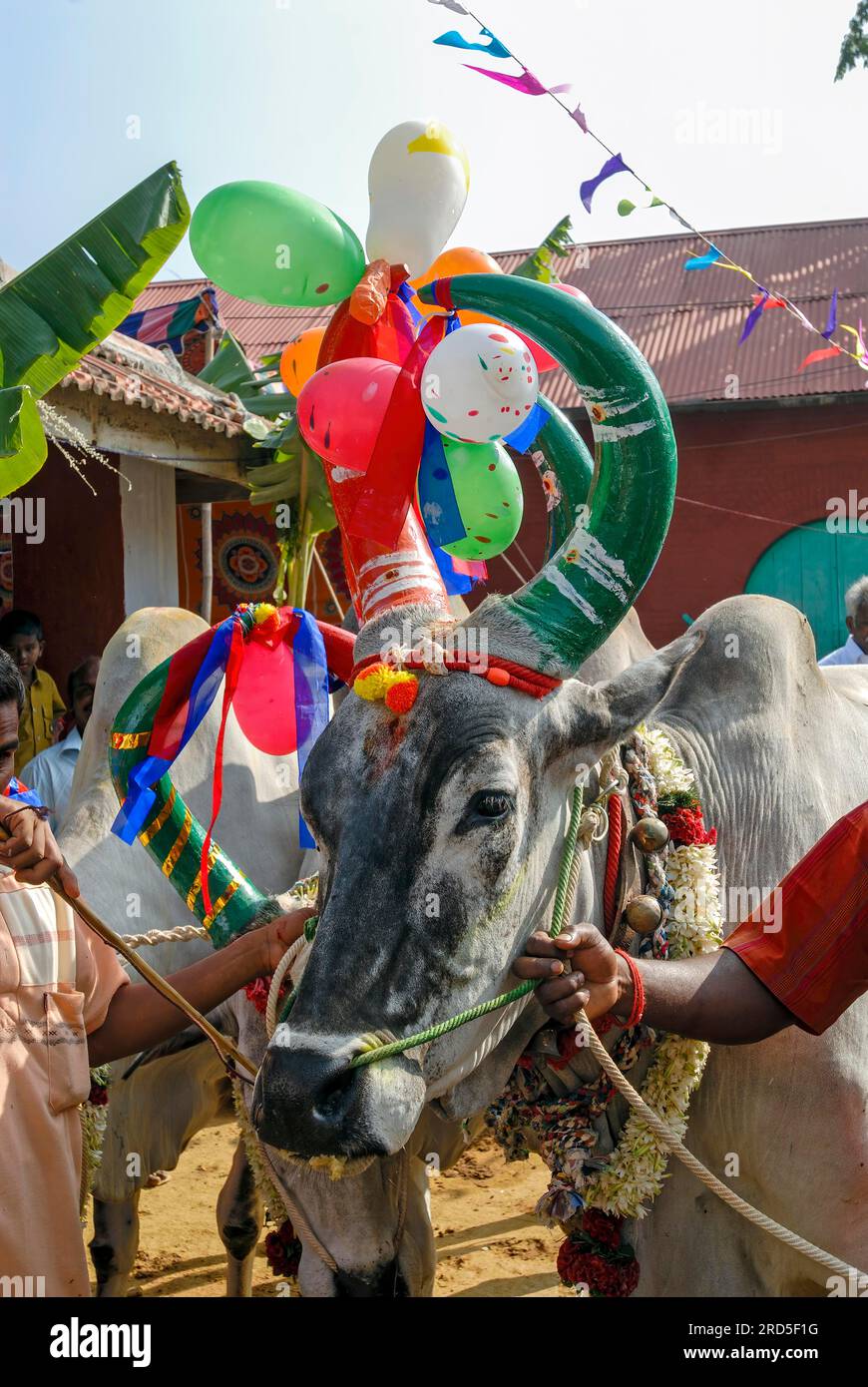 Thanksgiving for the decorated bullock in a cattle farm on account of ...