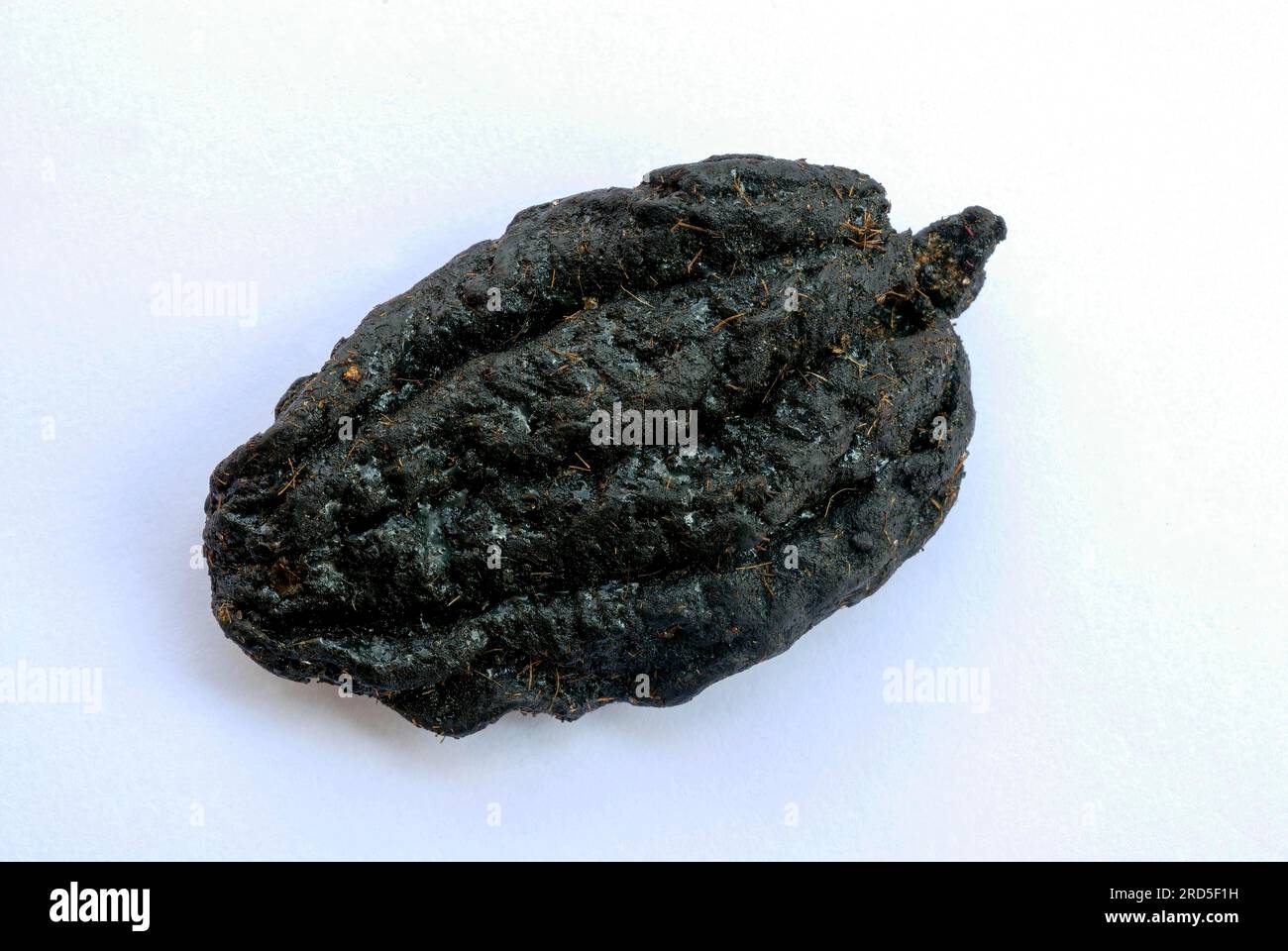 Malabar Tamarind (Garcinia gummi-gutta) (Garcinia cambogia) brindle ...