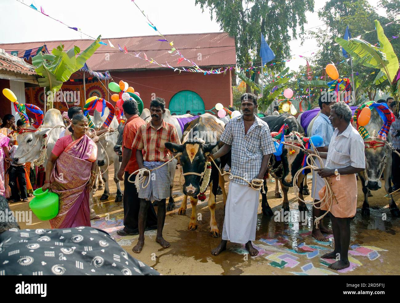 Thanksgiving for the decorated bullocks and cows in a cattle farm on ...