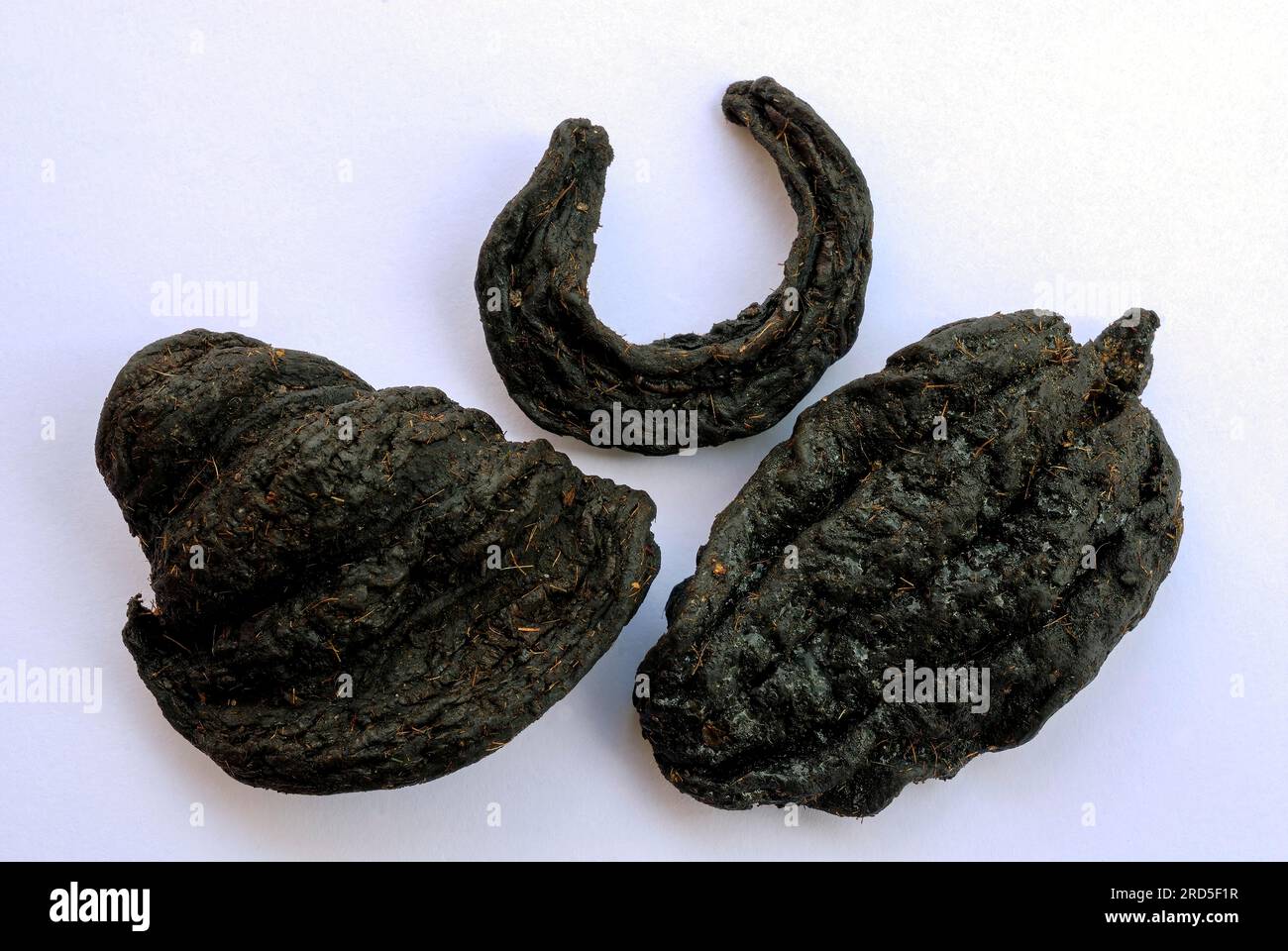 Gummi kerala hi-res stock photography and images - Alamy