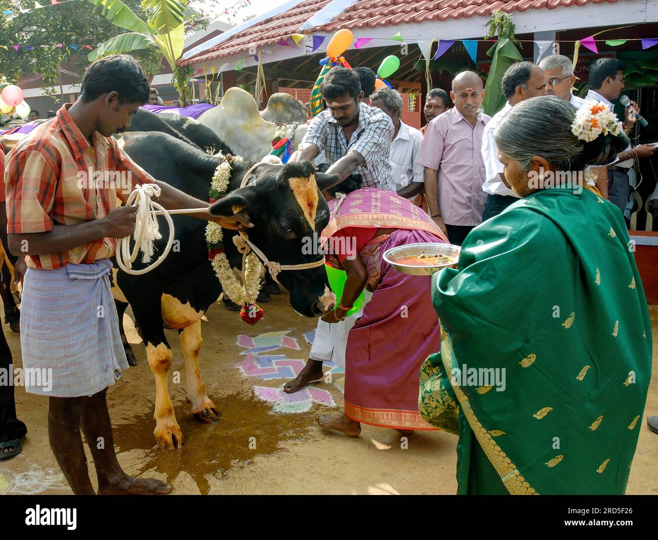 Women pouring water and worshiping on cattle leg in a cattle farm on ...