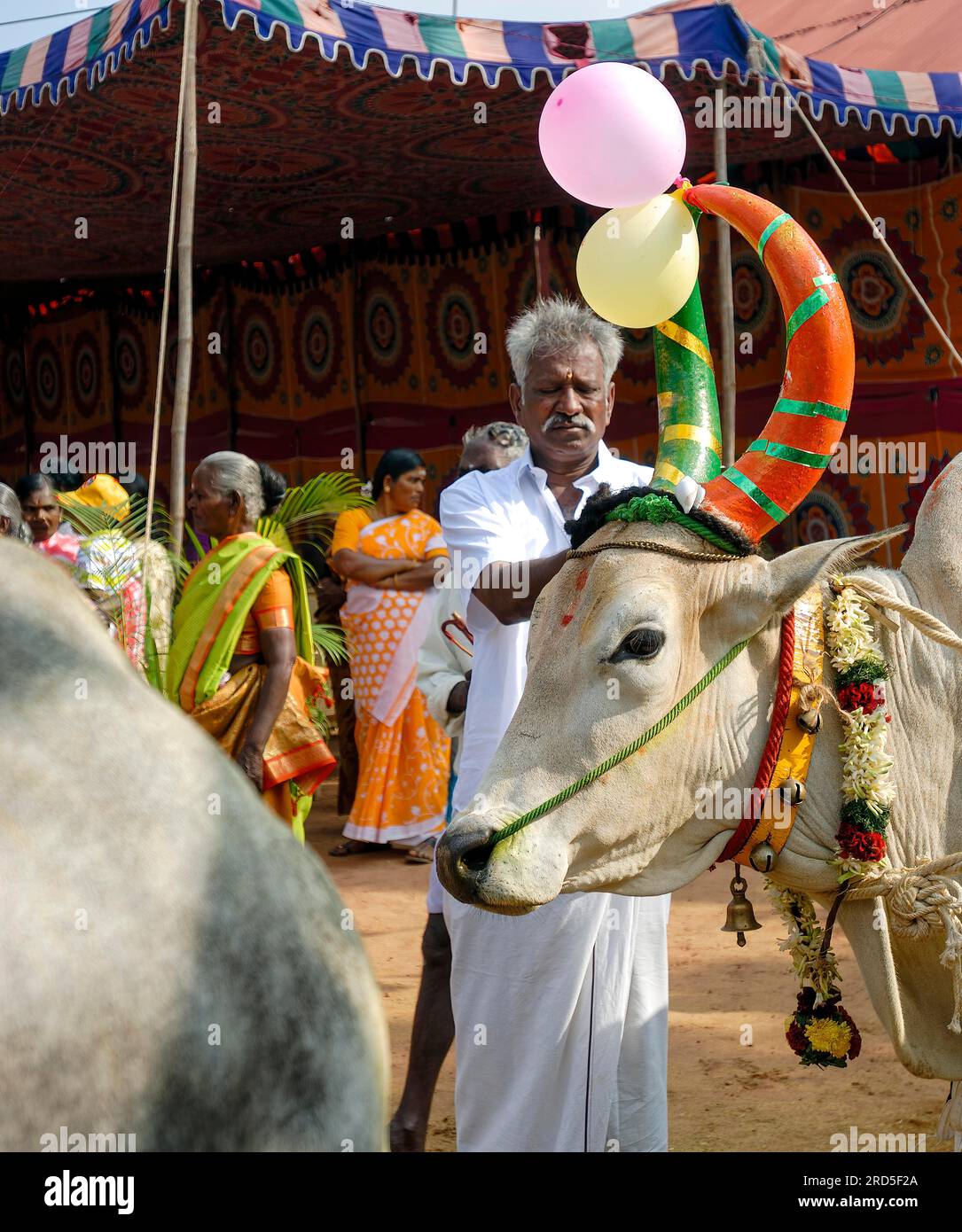 Thanksgiving for the decorated bullocks in a cattle farm on account of ...
