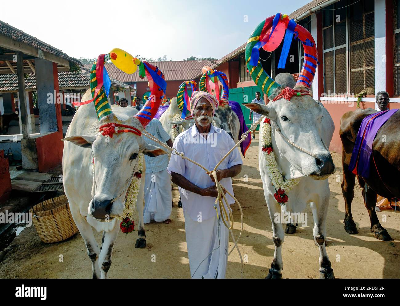 Thanksgiving for the decorated bullocks in a cattle farm on account of ...