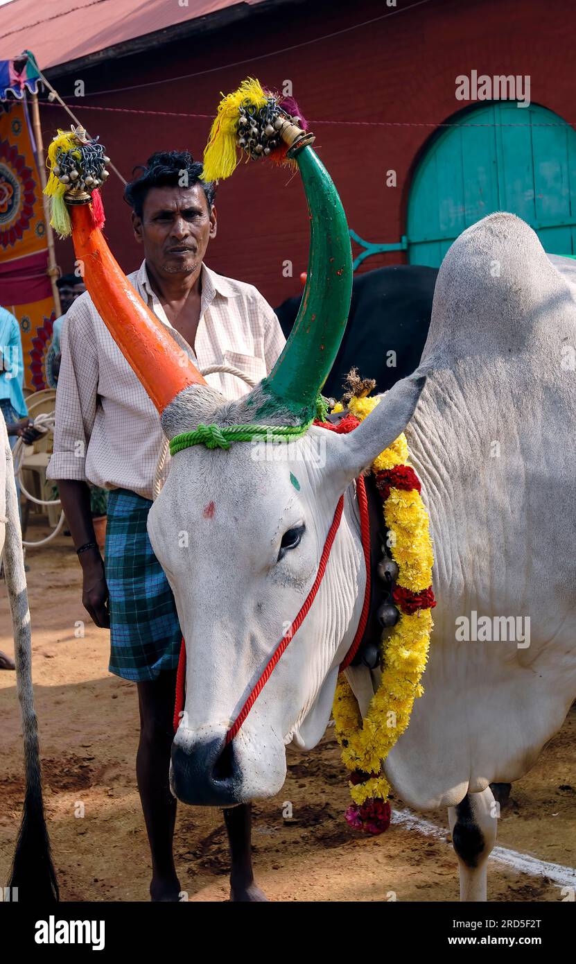 Thanksgiving for the decorated bullock in a cattle farm on account of ...