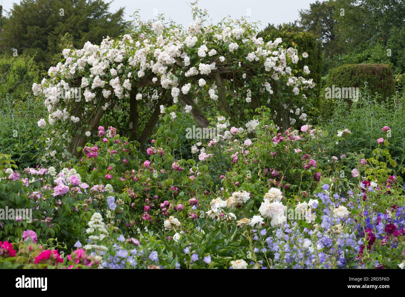 colourful summer flower border with old roses, valerian and campanula ...